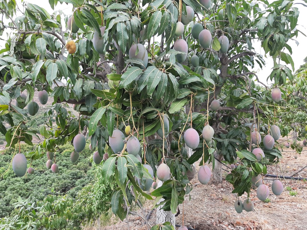 1 Mangue Bio - Frutas Biobena