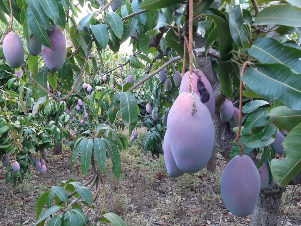 Cosecha de mango ecológico 2021 - Frutas Biobena